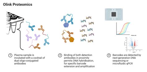 Olink Proteomics Platform Wehi