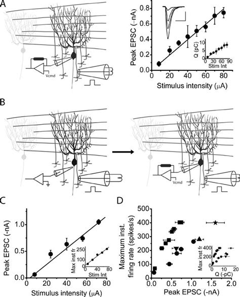 The Maximum Firing Rate Of A Purkinje Cell Is A Linear Function Of The Download Scientific