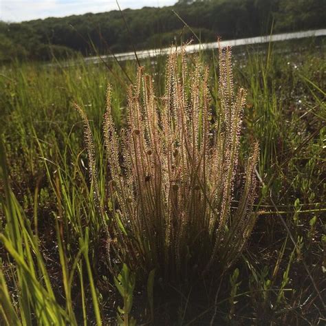 Drosera Filiformis In Its Natural Habitat