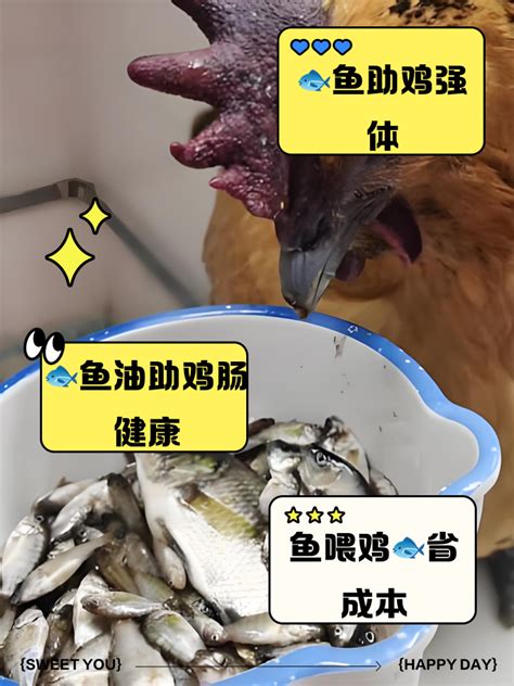 鸡吃小鱼有什么好处