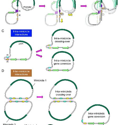 Diagrammatic Representation Of Loop Hopping Model For Minicircle Download Scientific Diagram