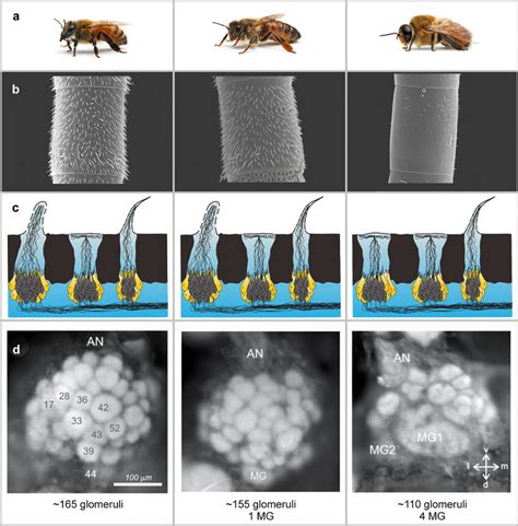 Caste And Sexual Dimorphism Of Honeybees Olfactory System A From Left Download Scientific