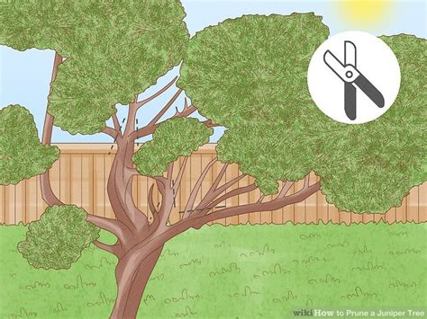 How To Prune A Juniper Tree Steps With Pictures WikiHow