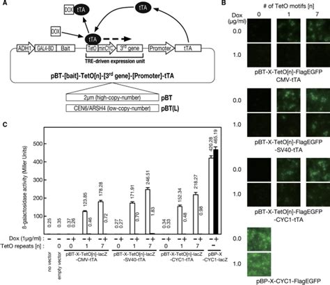 Tet Mediated Regulation In S Cerevisiae A A Plasmid Map And A