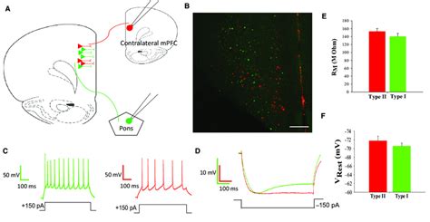 Layer V Pyramidal Cells Of The Prefrontal Cortex Are Defined By Axonal Download Scientific