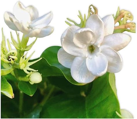 Easy To Grow Jasmine Sambac Philippine 2 Potted Plants