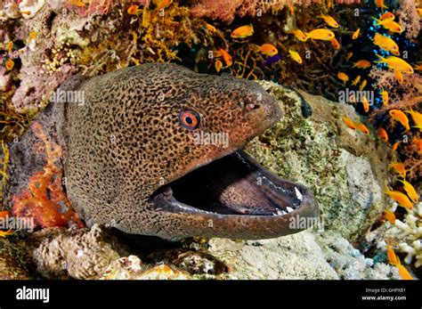 Gymnothorax Javanicus Giant Moray Eel Morayeel Hurghada Tun