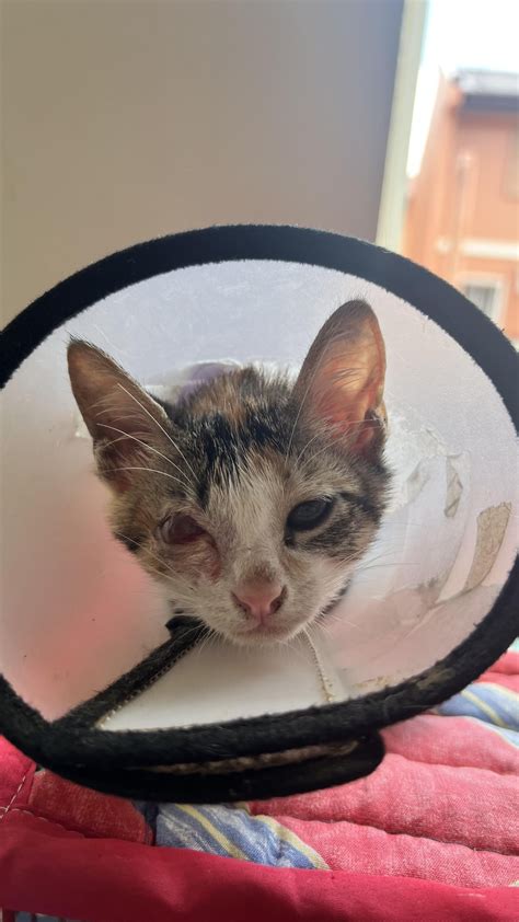 May Nagrepost Nagnakaw Ng Pic Ni Gigi And Kitties 😾 Kaloka So Im Posting An Update Sa Mag Iina