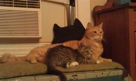 Garfield And Nermal Real