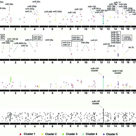 Visualization Of Chromosome Localization Of Mouse Mirnas Chromosome