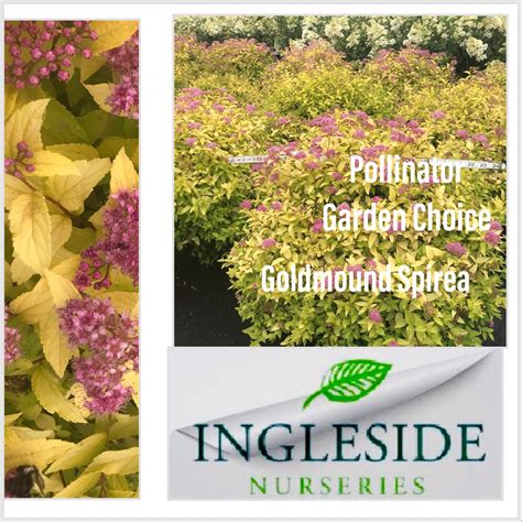 Summer Is Growing At Virginias Finest•ingleside Nurseries• Larry Shehan