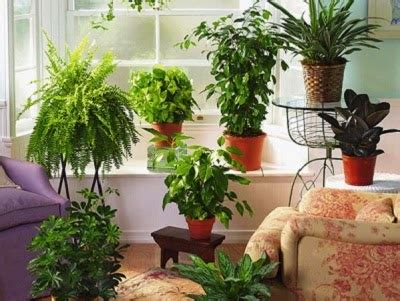 Cara Mudah Merawat Tanaman Hias Di Dalam Rumah Ilmubudidaya Com