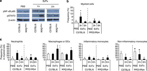 Expression Of Phospho Nf κb Phospho Stat3 And Profile Of Myeloid Cell
