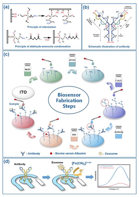 Article Mdpi Electrochemical Biomarkers Immunobiosensor
