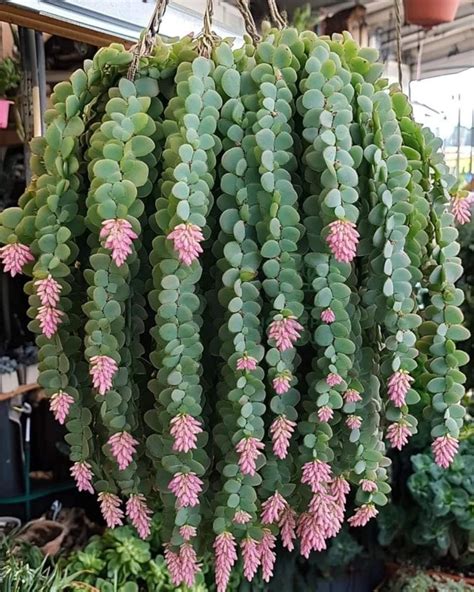 Pin By John Evans On Succulents Exotic Plants Succulent Garden Diy