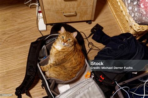 자신의 여성 갈색 빨간색 검은 색과 흰색 성인 얼룩 고양이는 취리히시의 가을 밤에 검은 사진 카메라 배낭에 누워 있습니다 2명에 대한 스톡 사진 및 기타 이미지 Istock