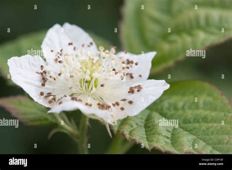 Flower Of Rubus Idaeus Raspberry Or European Raspberry Or Red