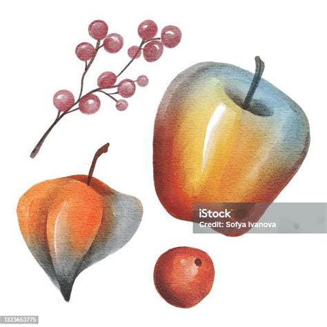 수채화 손 그리기 컬러 플 가을 장식 사과 열매 그녀의 조끼 포스터 인쇄 카드 엽서 배너 수확 축제 상점 섬유 템플릿에 사용 0명에 대한 스톡 벡터 아트 및 기타 이미지