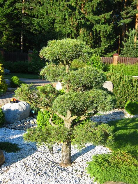 Горная сосна в ландшафтном дизайне дачного участка фото