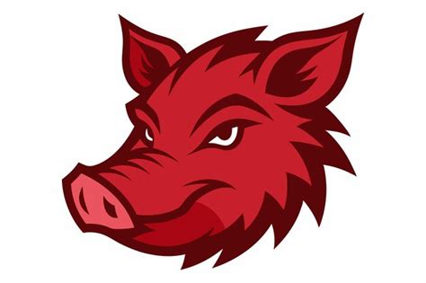 Boar Head Vector Illustration Cartoon Clipart And Line Art Design