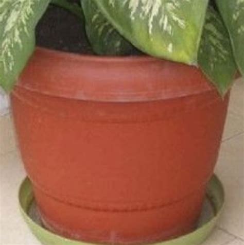 Моля предупредете приятелите и близките си Това домашно растение може да убие дете за по малко