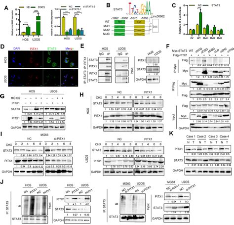 pitx1 promotes stat3 proteasome degradation to inhibit linc00662
