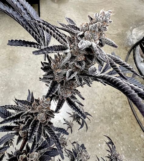 Sigma Series Sugar Show Fem Plant A Seed With Us