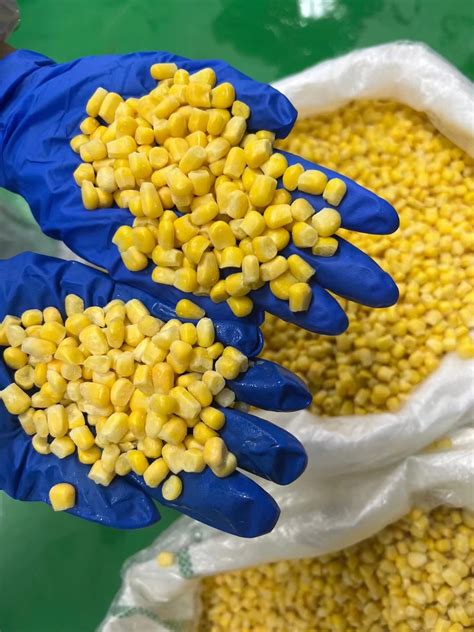 山东阳光农业科技股份有限公司提供速冻玉米粒 FoodTalks食品供需平台