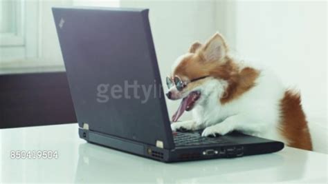 Behold The Stock Clip Of A “chihuahua Wearing Gla Tumbex