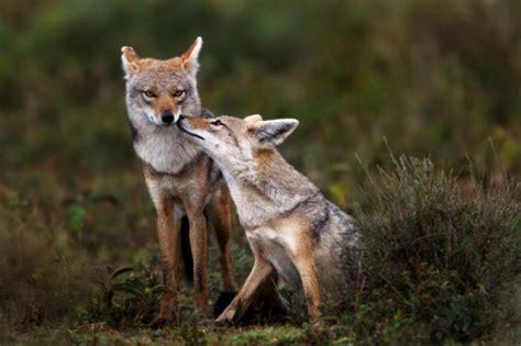 Виды волков в России и мире 🐺 названия пород описания особенности и фото пород