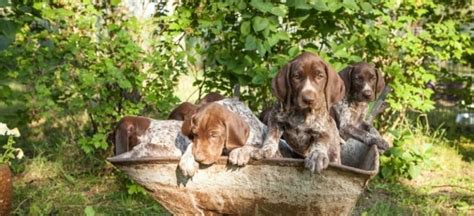 German Shorthaired Pointer Growth Chart Gsp Weight And Size