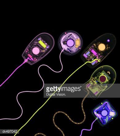 Different Computer Mouse Shapes Computer Mouse Computer Shapes