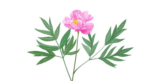 新鲜赤芍 医疗图片素材 高清图片素材