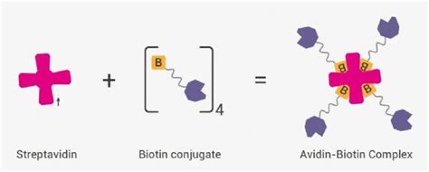 链霉亲和素 生物素系统在免疫沉淀中的应用 Medchemexpresselisa 生物素化链霉素 Csdn博客