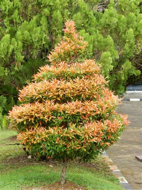 Eugenia Garden Care A Guide To Maintain And Shape The Evergreen Topiary Plant