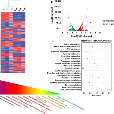 Results Of Rna Seq Transcriptome Analysis A Hierarchical Clustering Of
