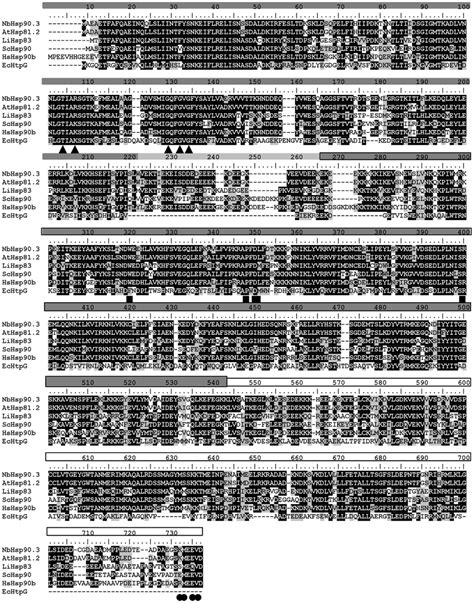 Multiple Sequence Alignment Of Hsp90 Proteins From N Benthamiana A Download Scientific