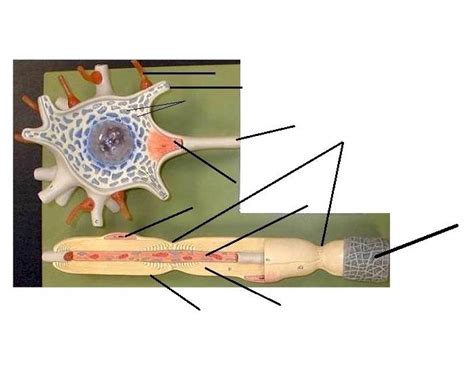 Labeled Multipolar Neuron Model Pin Page