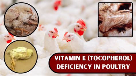 Vitamin E Tocopherol Deficiency In Poultry