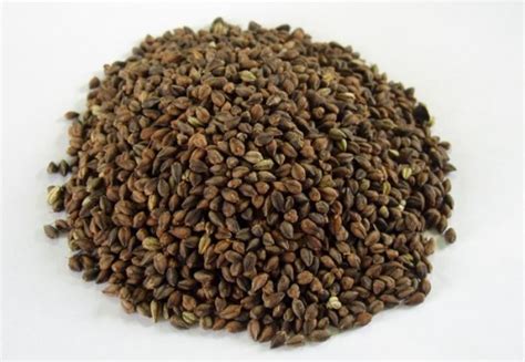 타타리메밀 쓴메밀 종자 네이버 블로그