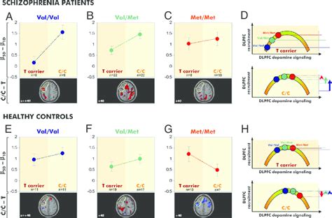 Effects Of Mthfr Genotype T Carrier Versus Cc On Working Memory Download Scientific Diagram