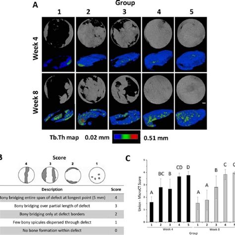 Micro Ct Reconstructions Of Defect Regions After 4 And 8 Weeks
