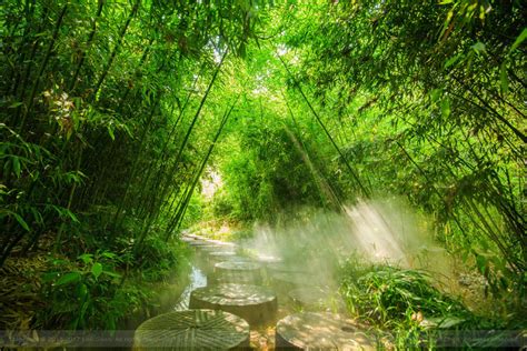 竹林仙境的美景图片 山水竹子天然风景图片 竹林小院图片 第4页 大山谷图库