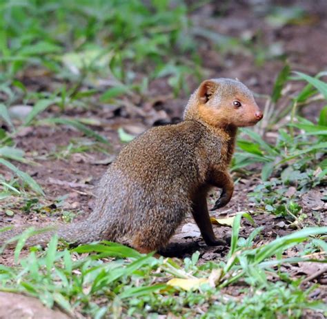 Dwarf Mongoose