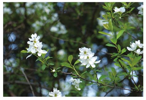 绿柄白鹃梅 神农架植物 图片
