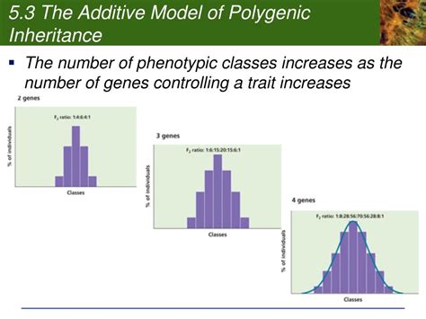 ppt the inheritance of complex traits powerpoint presentation free