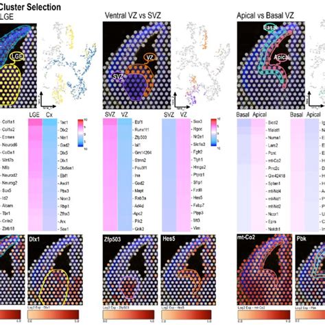 spatial transcriptomics enables manual cluster selection and download scientific diagram