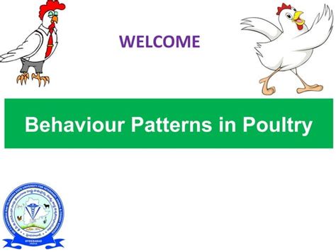Behaviour Patterns In Poultry Ppt