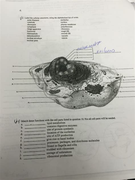 Solved Label The Cellular Structures Using The Chegg Com