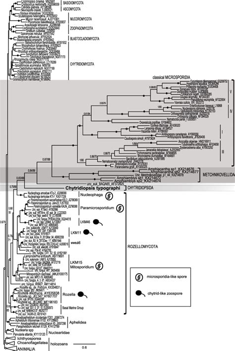 Ssu Phylogenetic Tree Of Fungi And Relatives Holomycotans The Main
